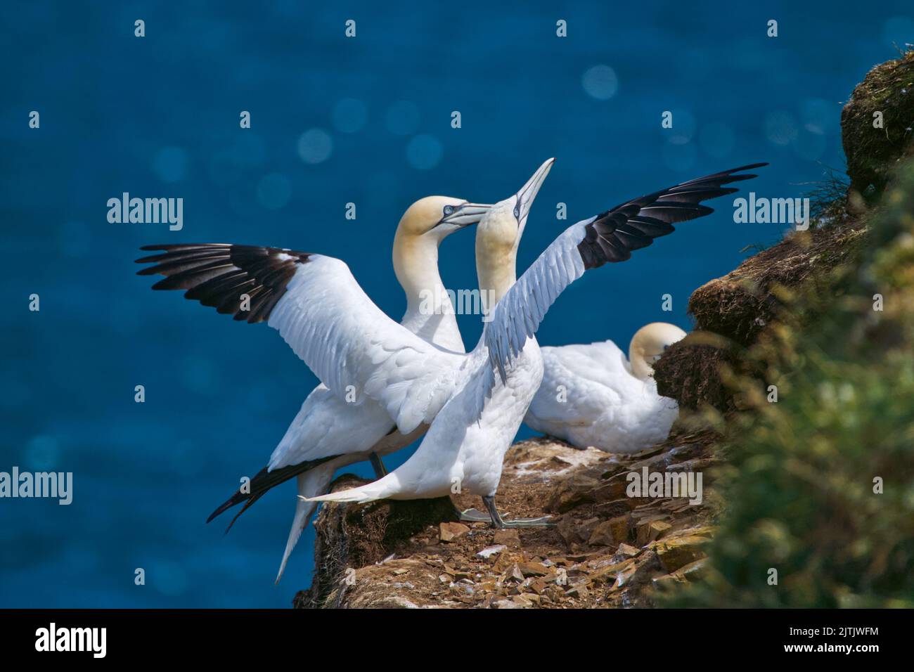 Mating ritual of the northern gannet hi-res stock photography and ...