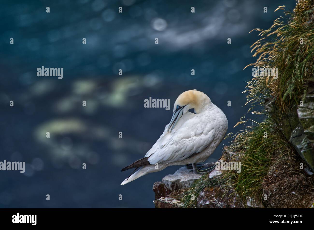 Mating ritual of gannets hi-res stock photography and images - Alamy