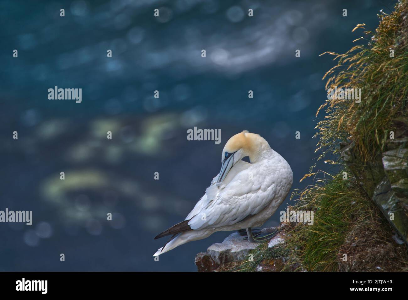 Courtship pose of the northern gannet hi-res stock photography and ...