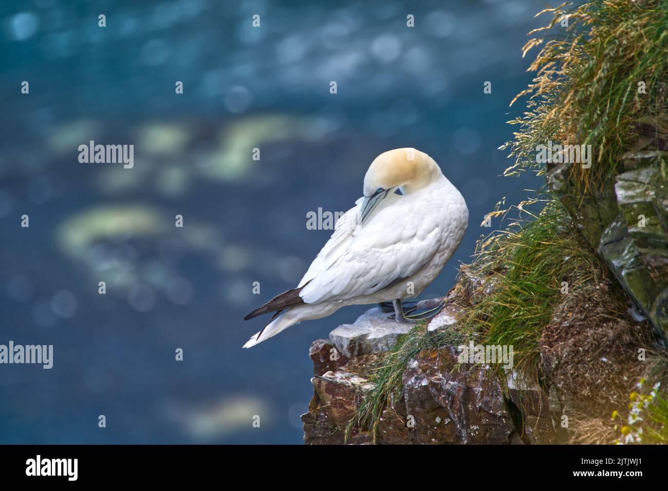 Courtship pose of the northern gannet hi-res stock photography and ...