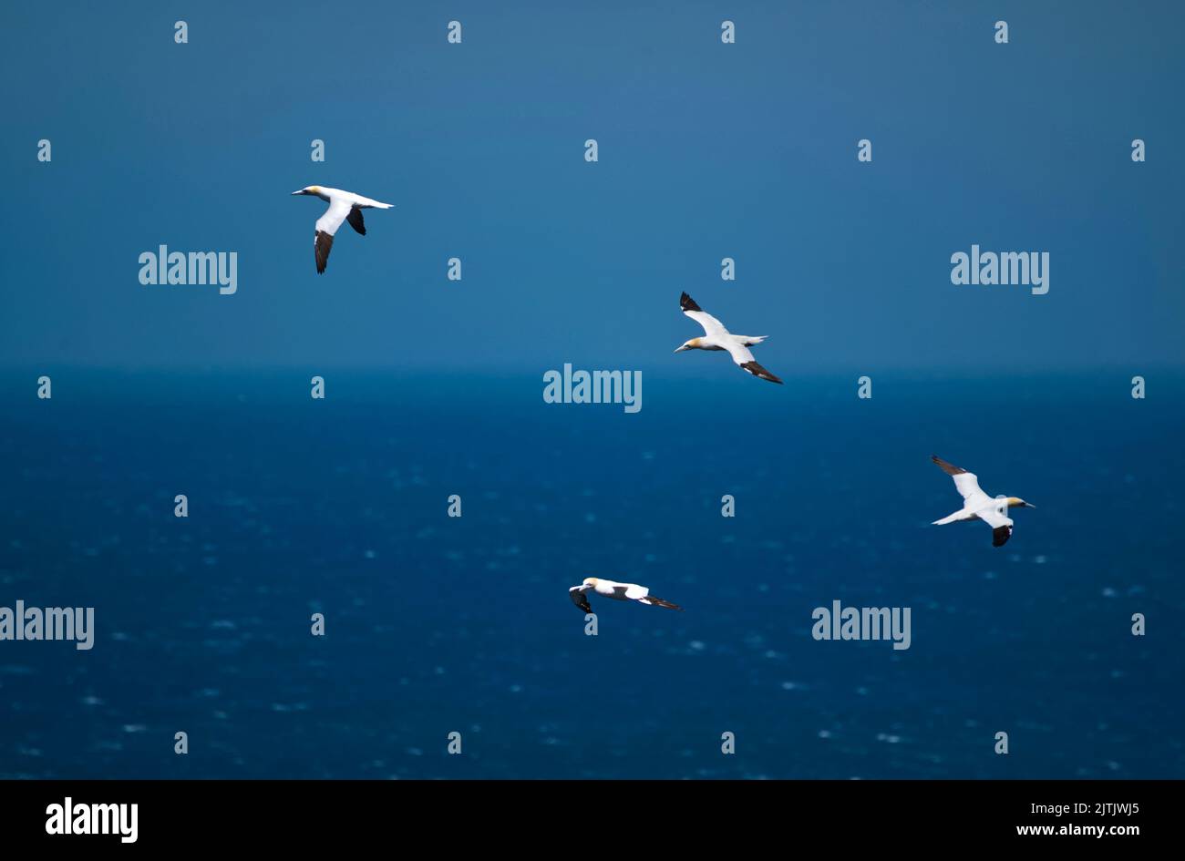 Mating ritual of the northern gannet hi-res stock photography and ...