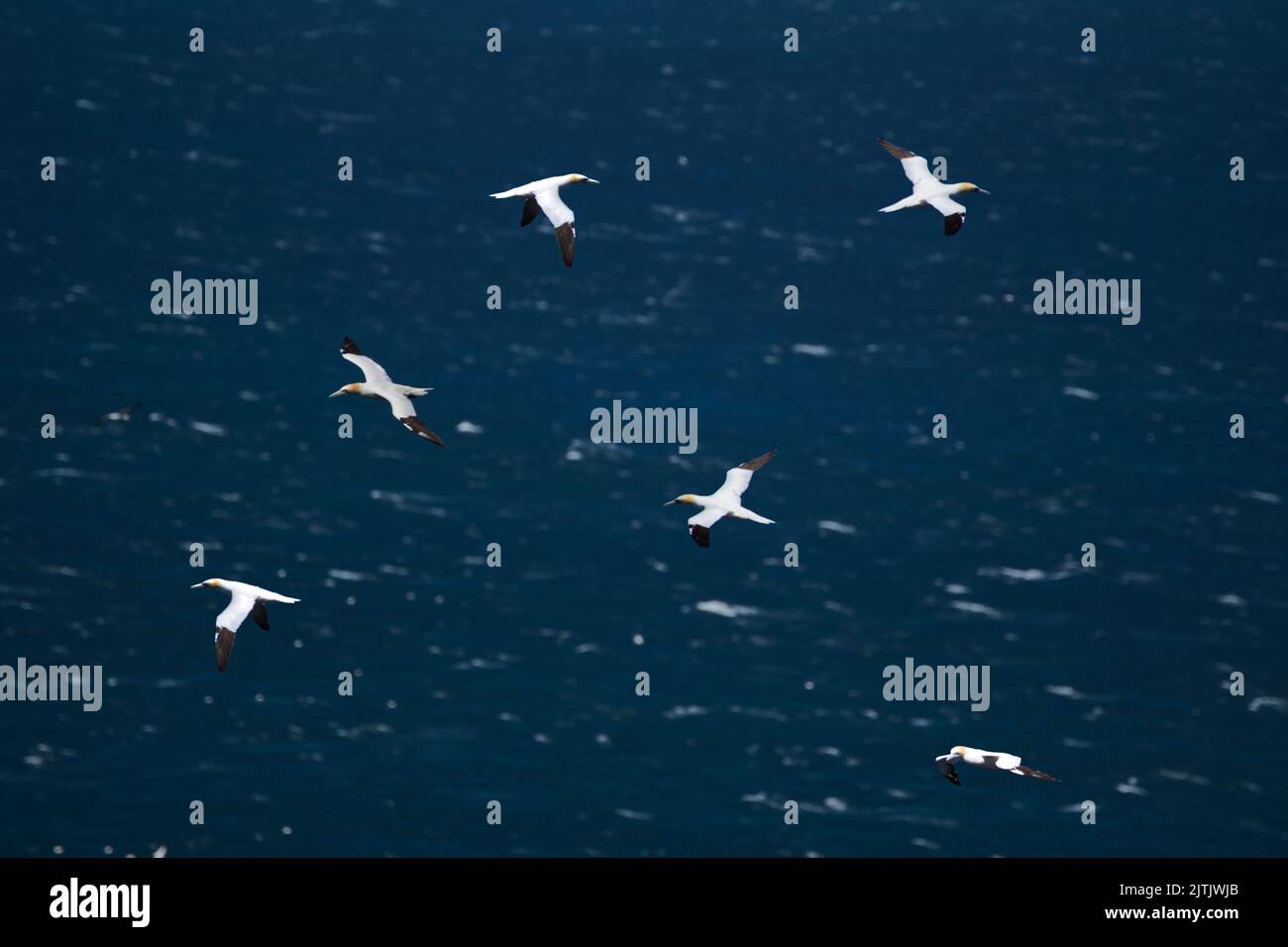 Mating ritual of the northern gannet hi-res stock photography and ...