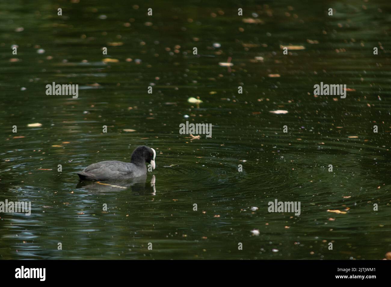 Water birds in london hi-res stock photography and images - Alamy