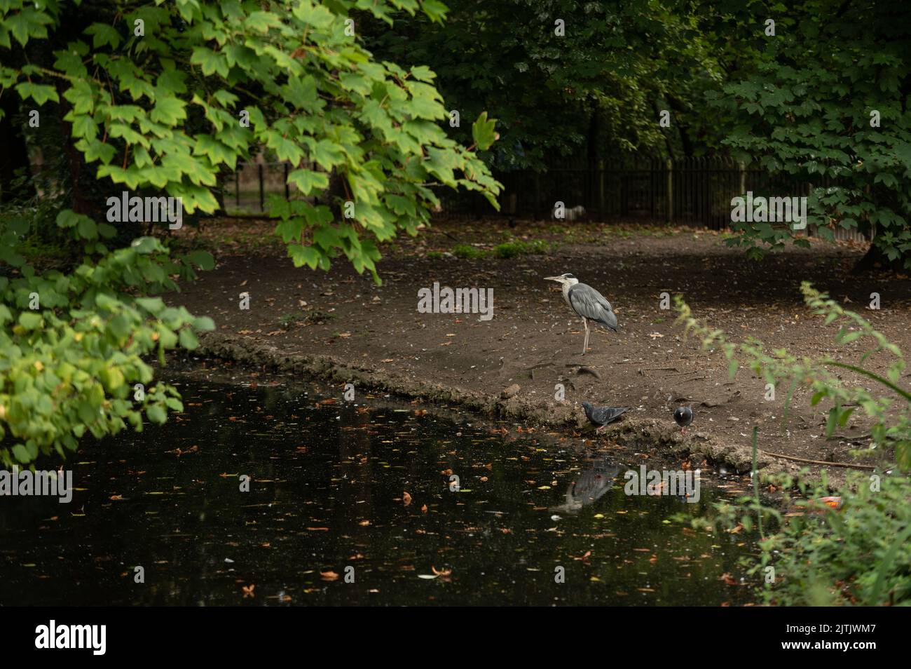 Water birds in london hi-res stock photography and images - Alamy
