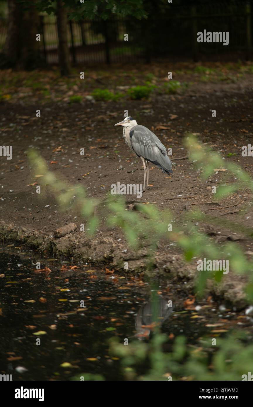 Birds in Chiswick House and Gardens, west London Stock Photo - Alamy