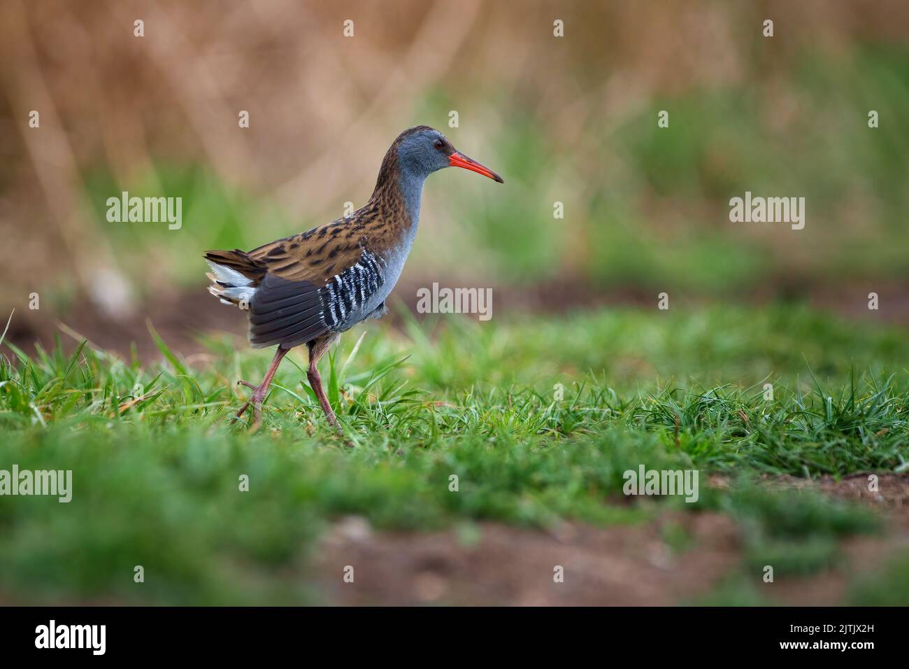 The water rail is a bird of the rail family which breeds in well ...