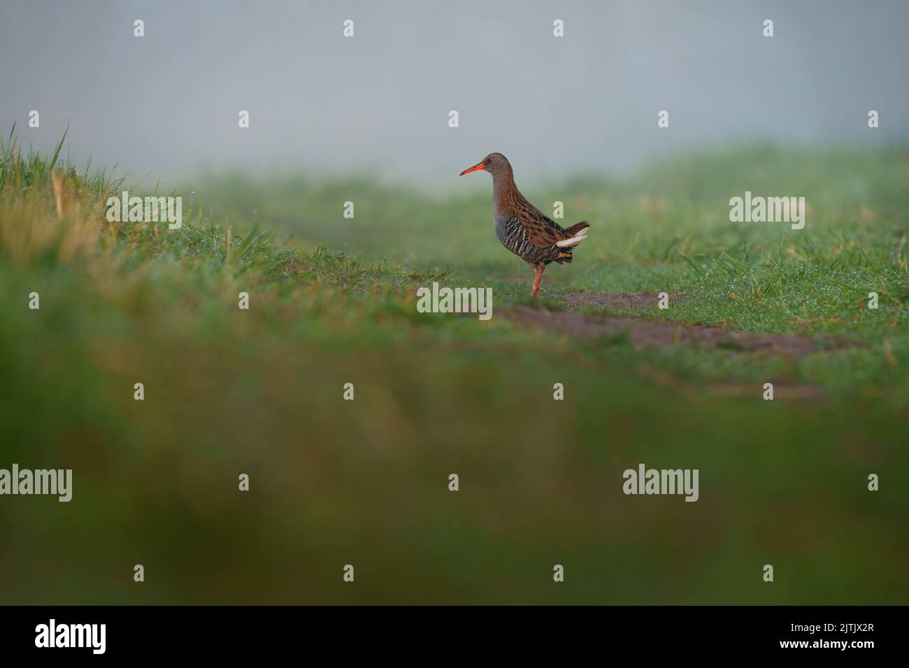 The water rail is a bird of the rail family which breeds in well ...