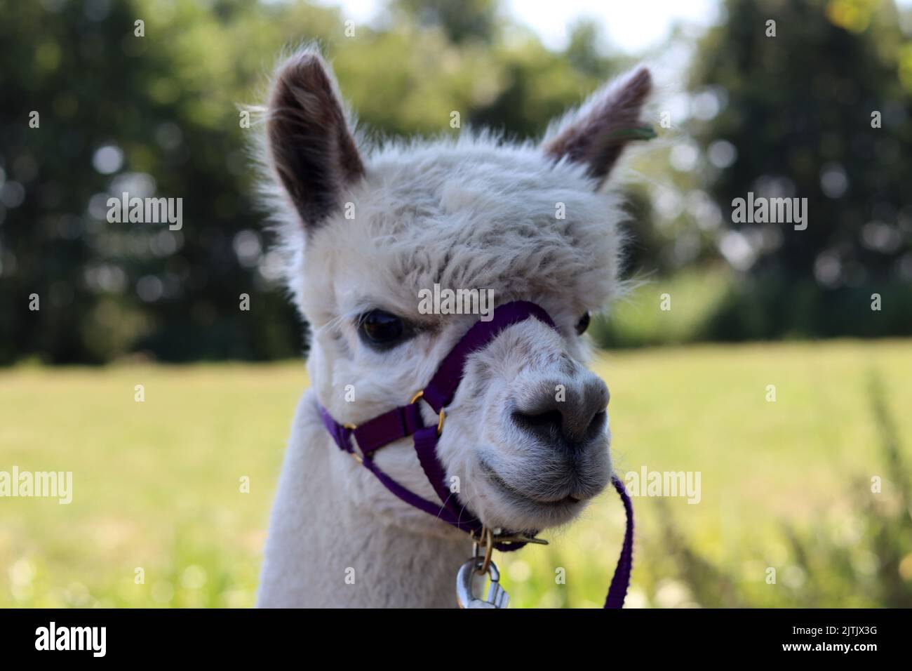 Cute alpacas on a walk. Livestock photo Stock Photo - Alamy