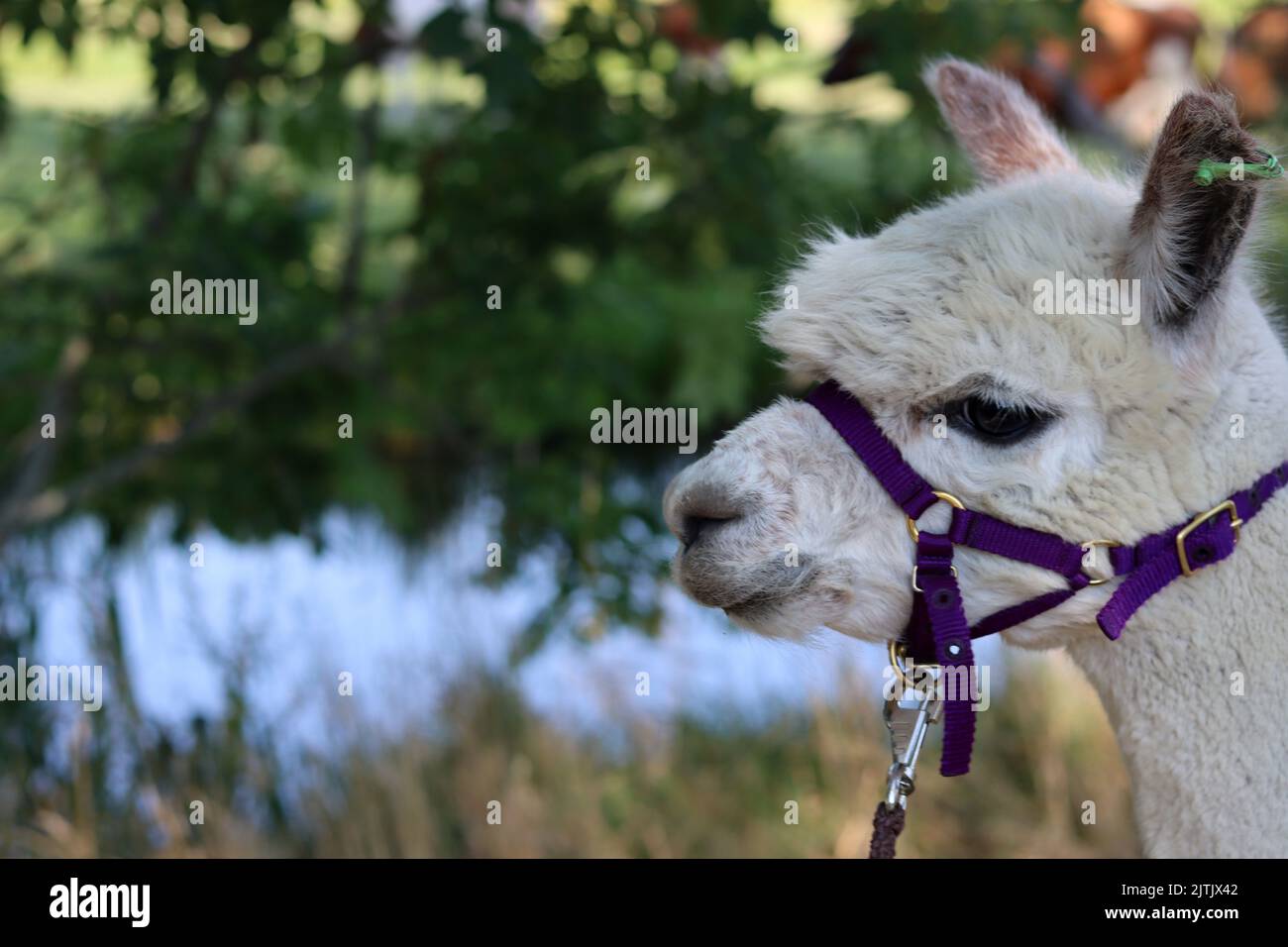 Close up portrait of alpaca outdoors. Fluffy farm animals on a walk ...