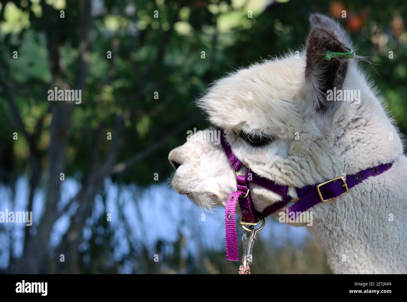 Fluffy alpaca close up portrait. Cute domestic animal outdoors photo ...