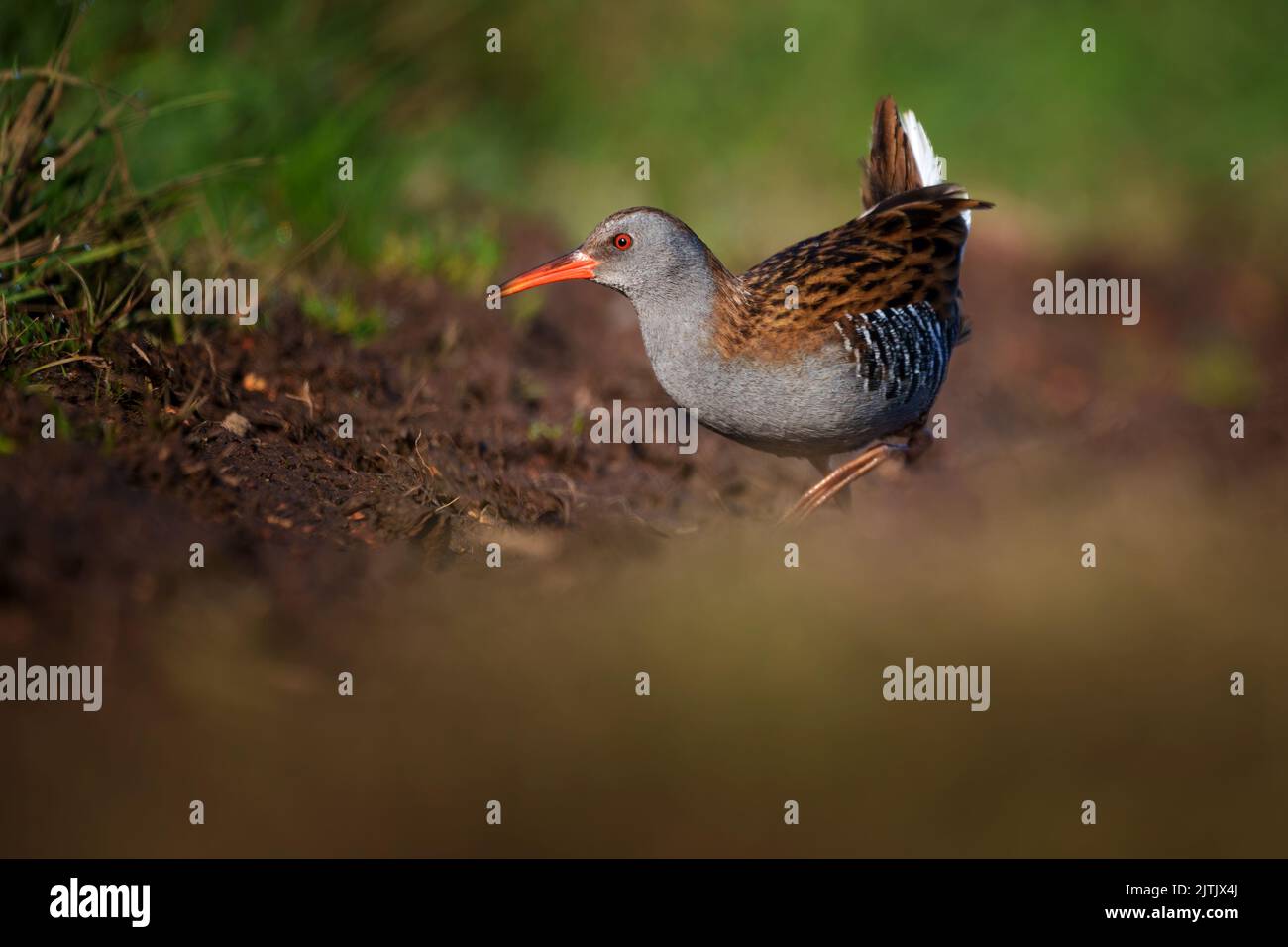 The water rail is a bird of the rail family which breeds in well ...