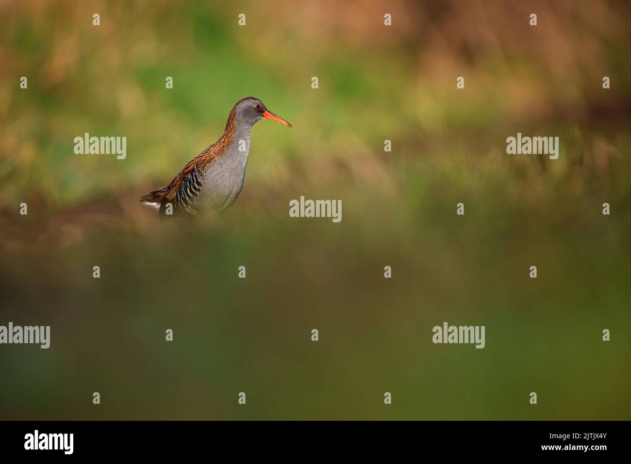 The water rail is a bird of the rail family which breeds in well ...