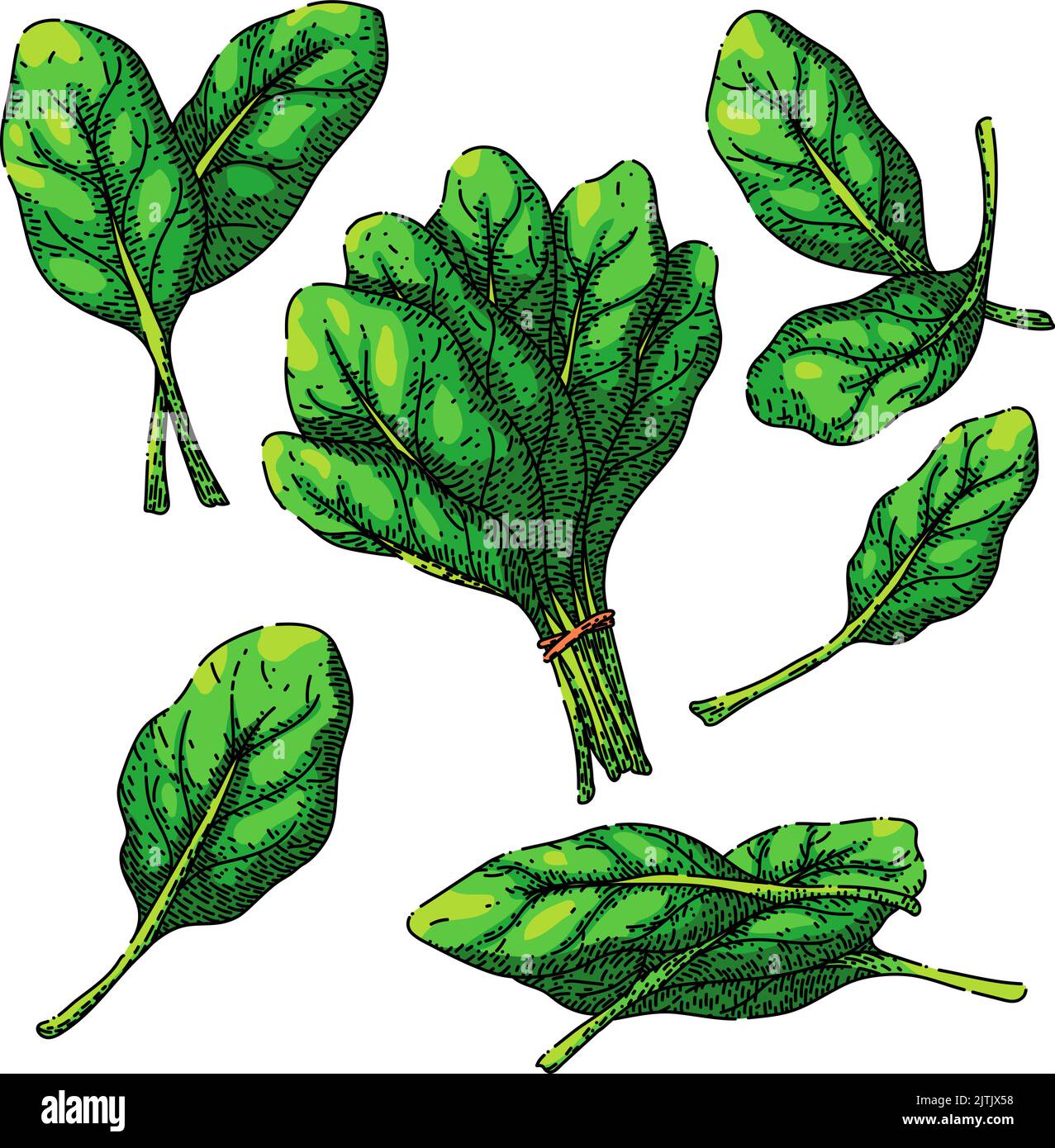 spinach green leaf set sketch hand drawn vector Stock Vector Image ...
