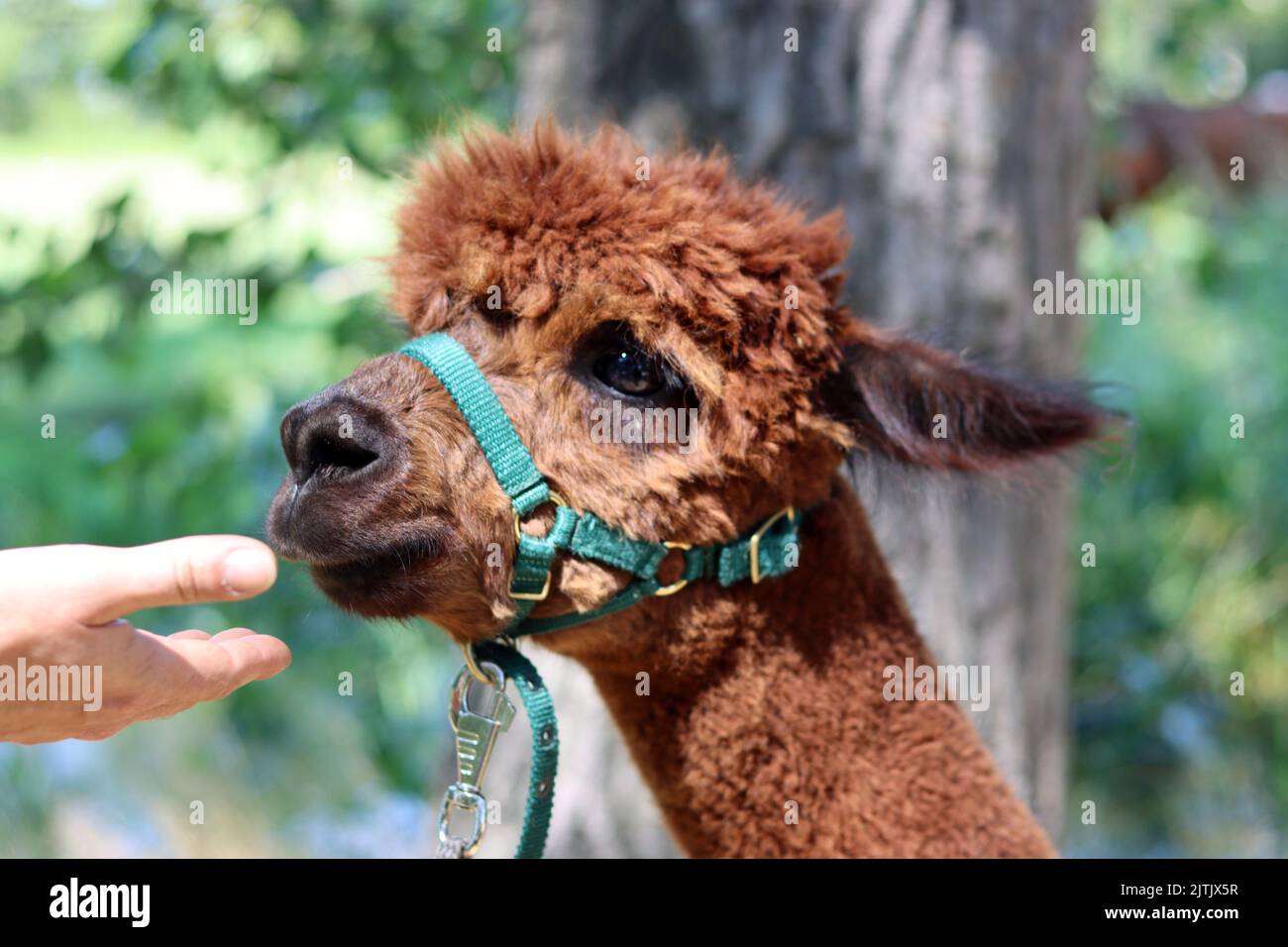 Fluffy alpaca close up portrait. Cute domestic animal outdoors photo ...