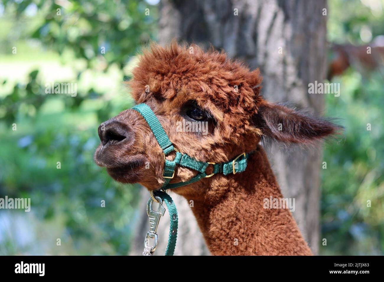 Close up portrait of alpaca outdoors. Fluffy farm animals on a walk ...
