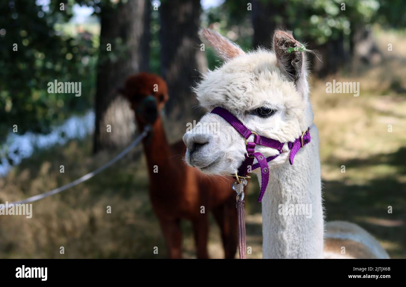 Cute alpacas on a walk. Livestock photo Stock Photo - Alamy