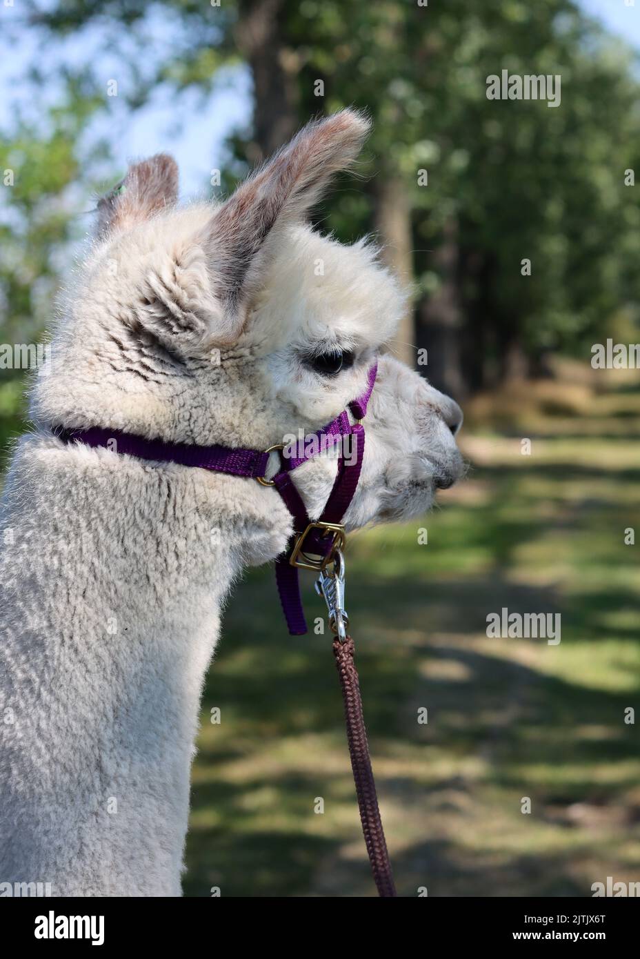 Close up portrait of alpaca outdoors. Fluffy farm animals on a walk ...