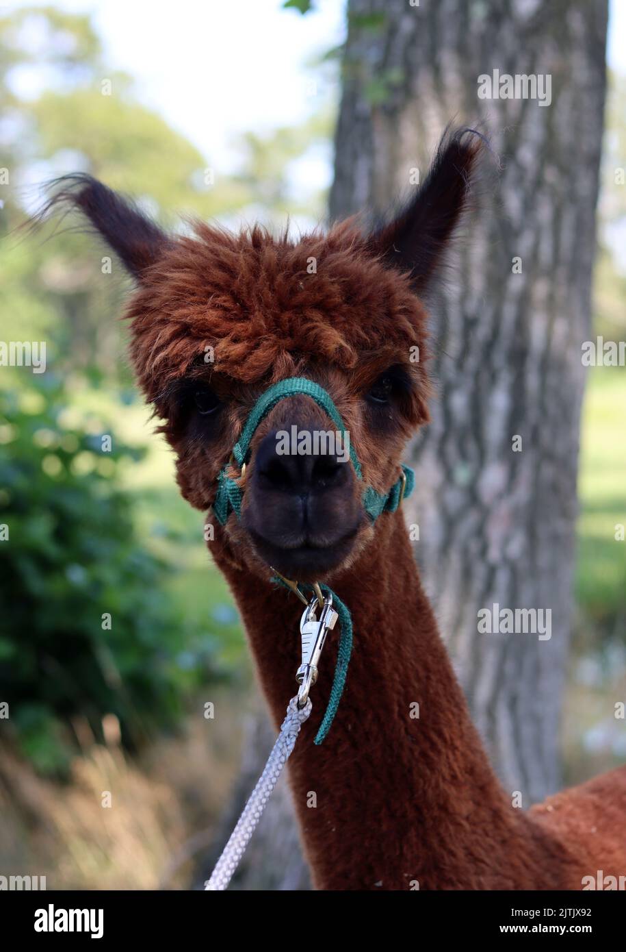Close up portrait of alpaca outdoors. Fluffy farm animals on a walk ...