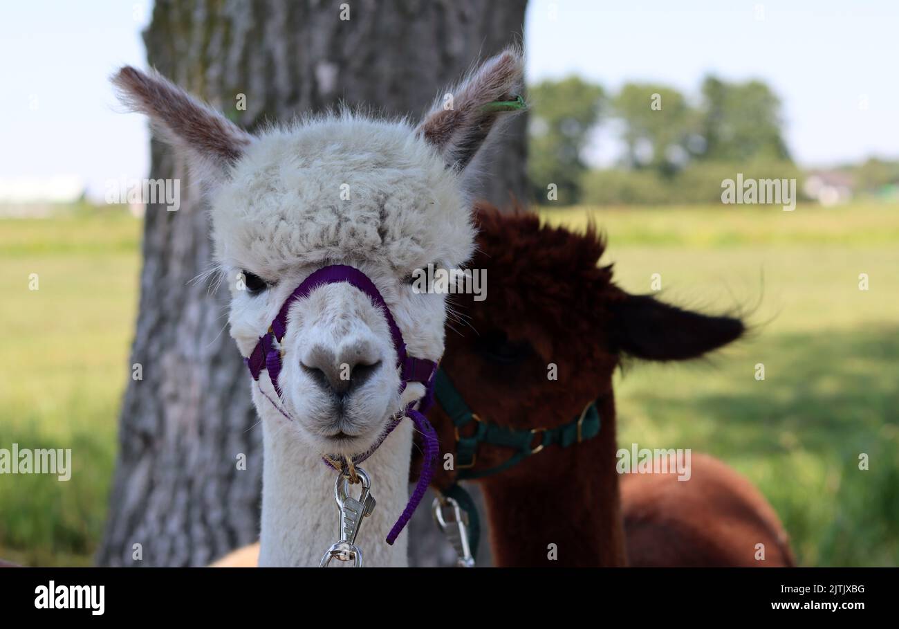 Fluffy alpaca close up portrait. Cute domestic animal outdoors photo ...