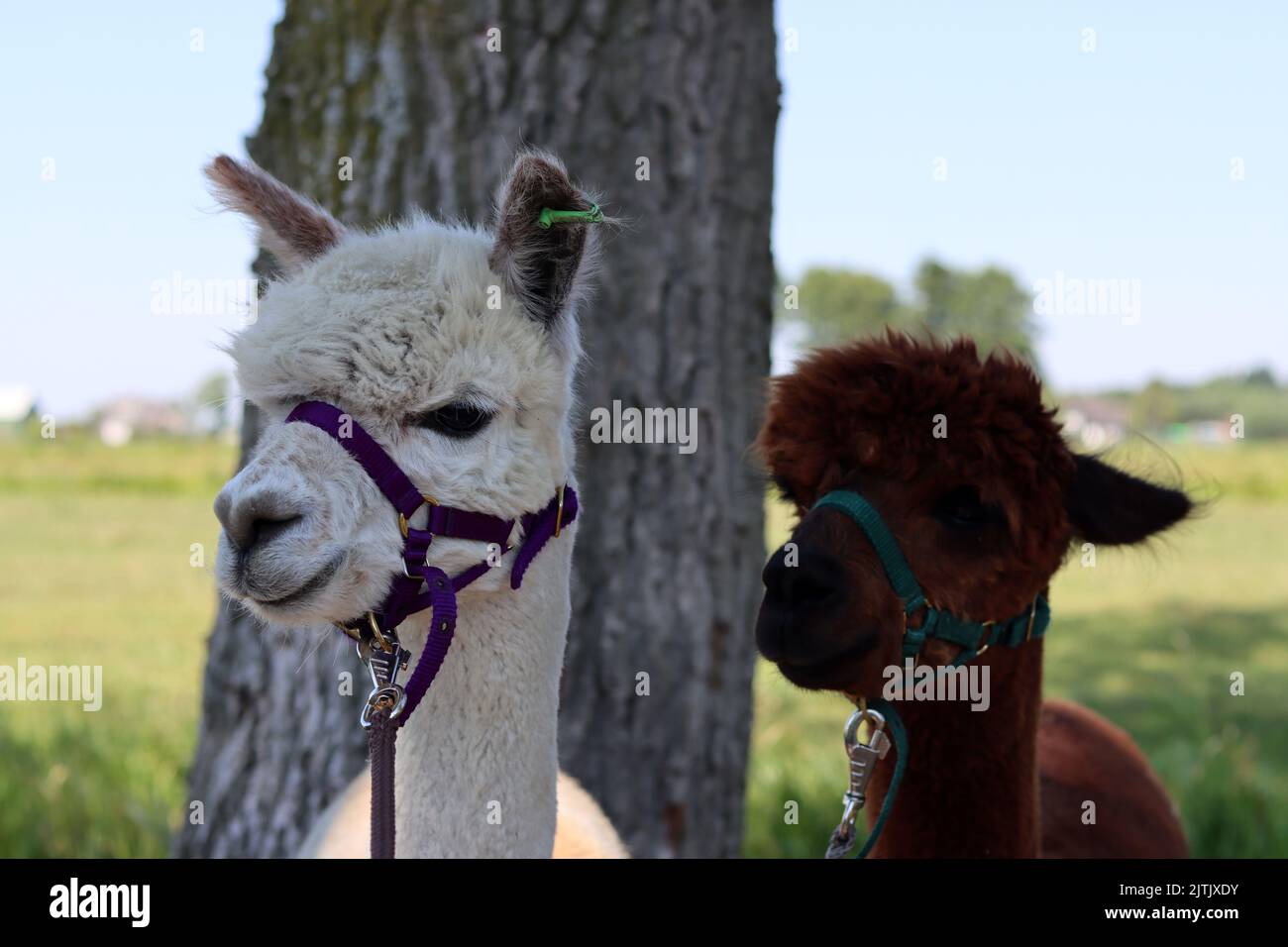 Cute alpacas on a walk. Livestock photo Stock Photo - Alamy