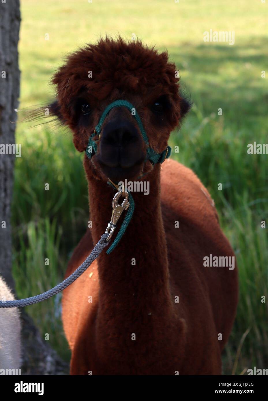 Fluffy alpaca close up portrait. Cute domestic animal outdoors photo ...