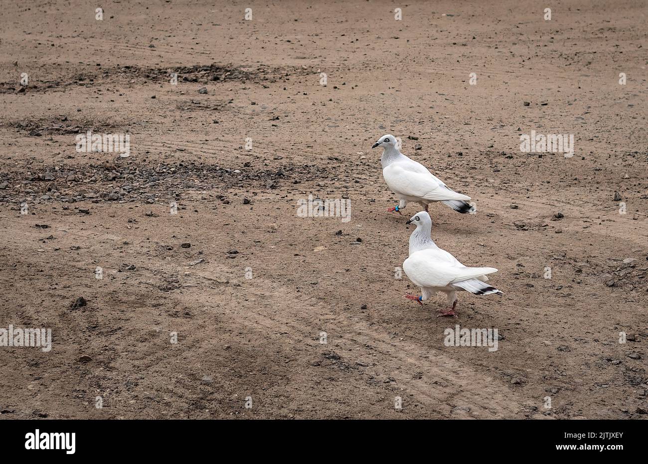 A two white birds walking on the mud ground Stock Photo - Alamy