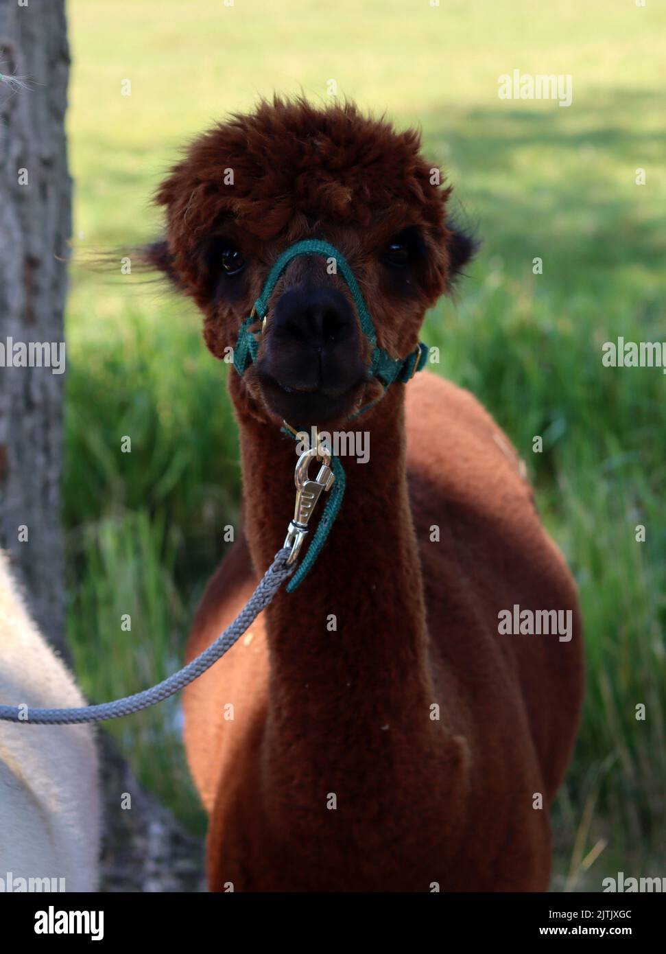 Fluffy alpaca close up portrait. Cute domestic animal outdoors photo ...