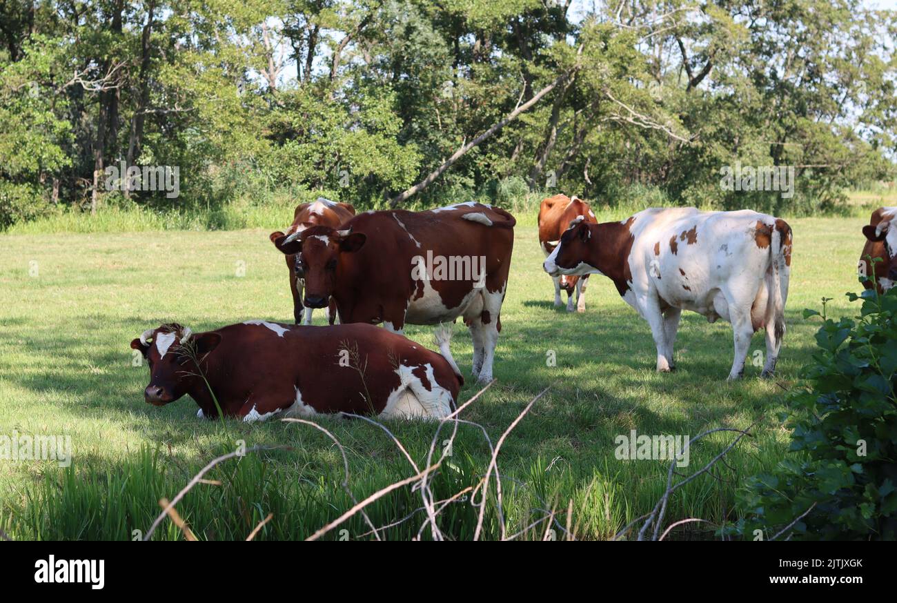 Dutch countryside living. Beautiful cows on green field. Dairy farm ...