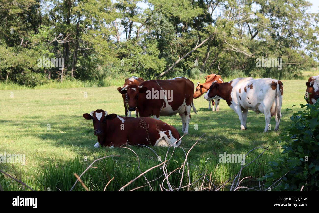 Green field cows hi-res stock photography and images - Alamy