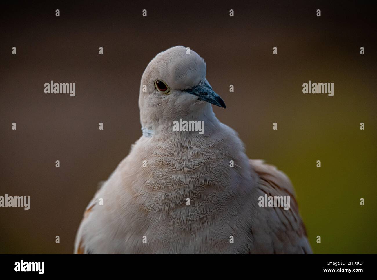 Streptopeliadecaoocto hi-res stock photography and images - Alamy