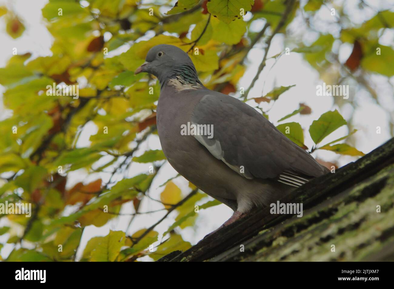WOOD PIGEON,CASTLE SHORE PARK, PORTCHESTER, HANTS. PIC MIKE WALKER 2012 ...