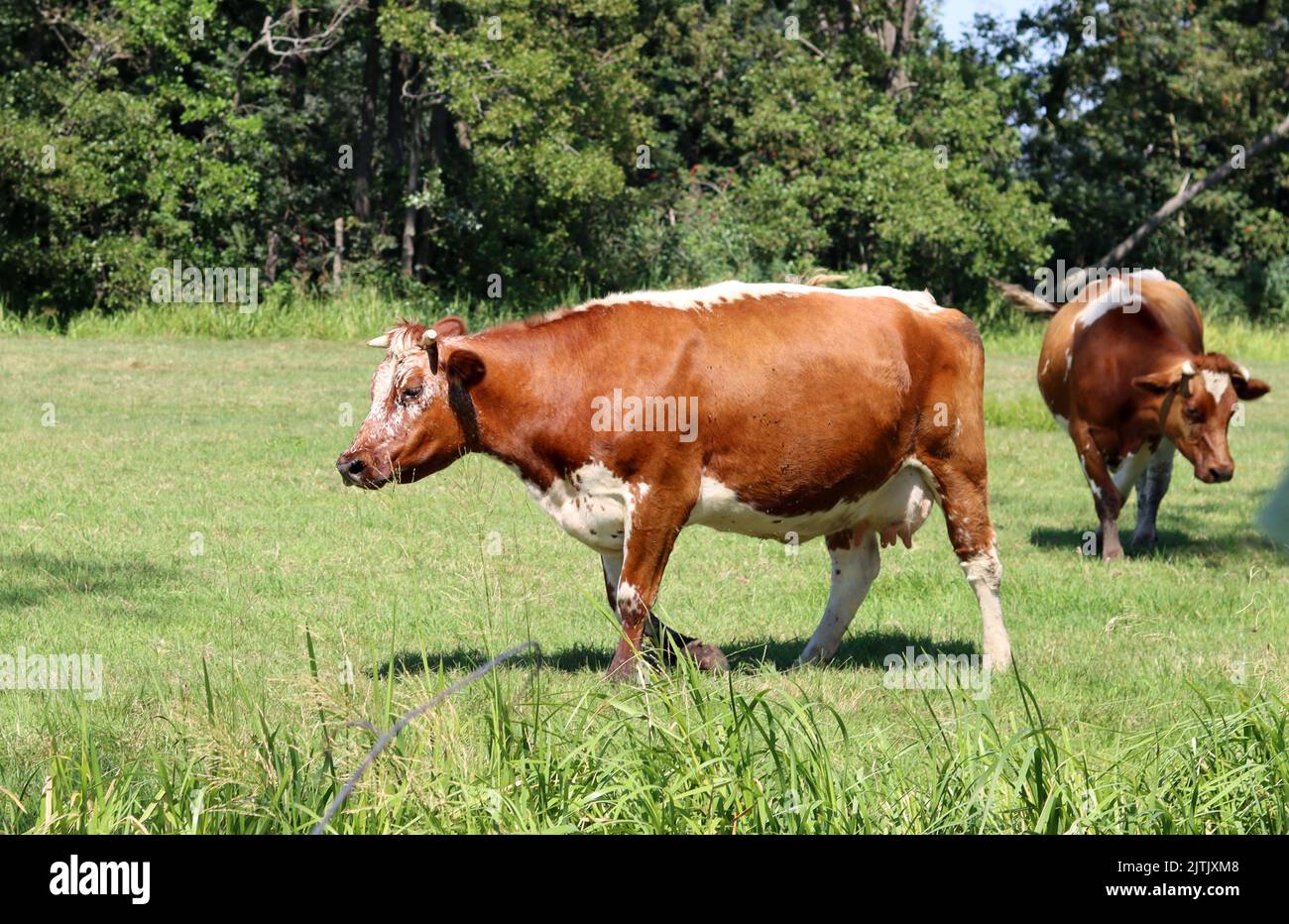 Beautiful cow walking on field hi-res stock photography and images - Alamy