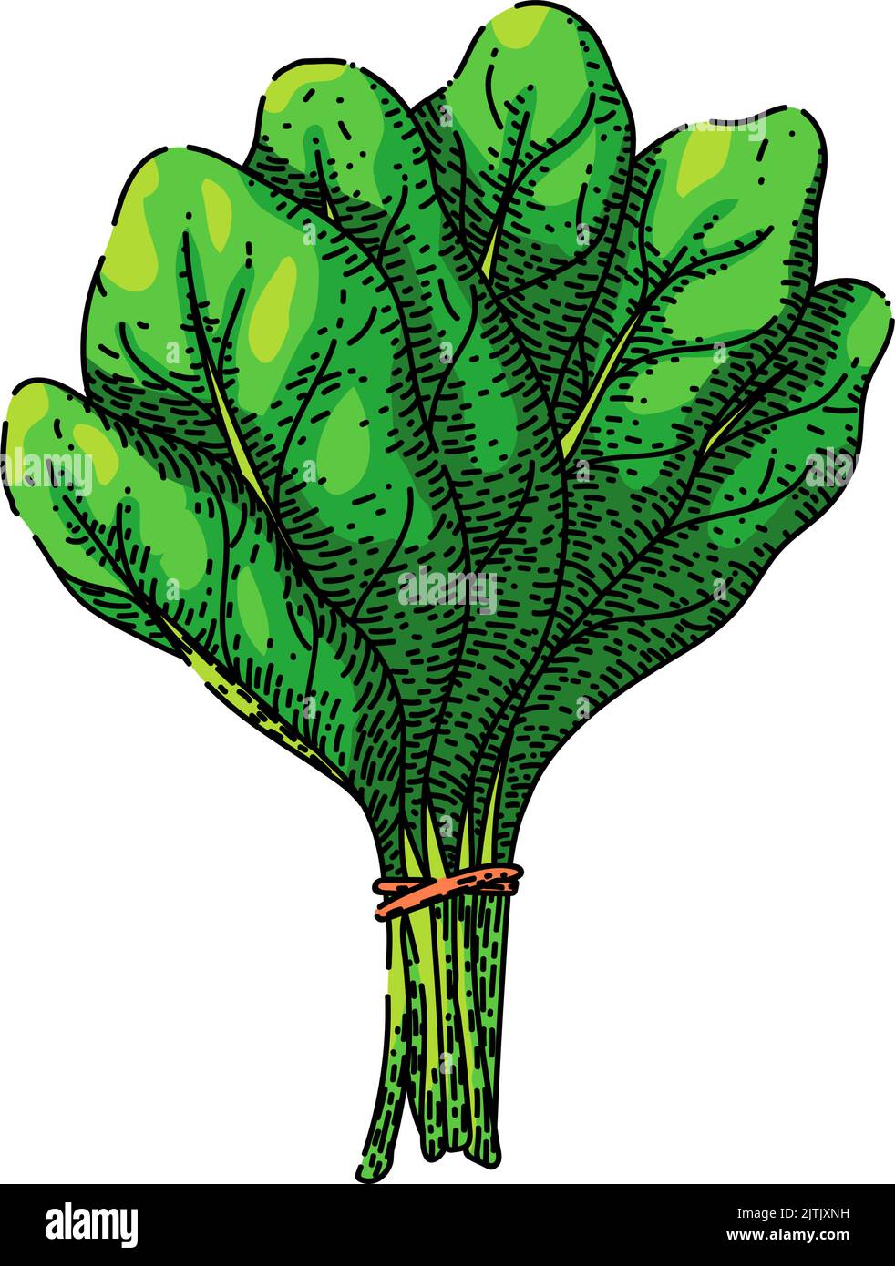 spinach leaf green sketch hand drawn vector Stock Vector Image & Art ... spinach leaf green sketch hand drawn vector Stock Vector Image & Art ...