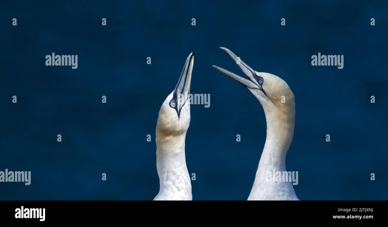 Courtship pose of the northern gannet hi-res stock photography and ...