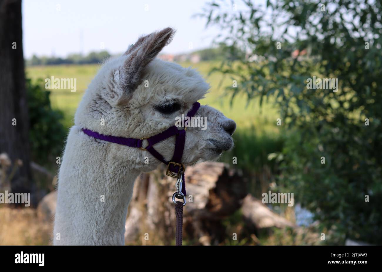 Fluffy alpaca close up portrait. Cute domestic animal outdoors photo ...