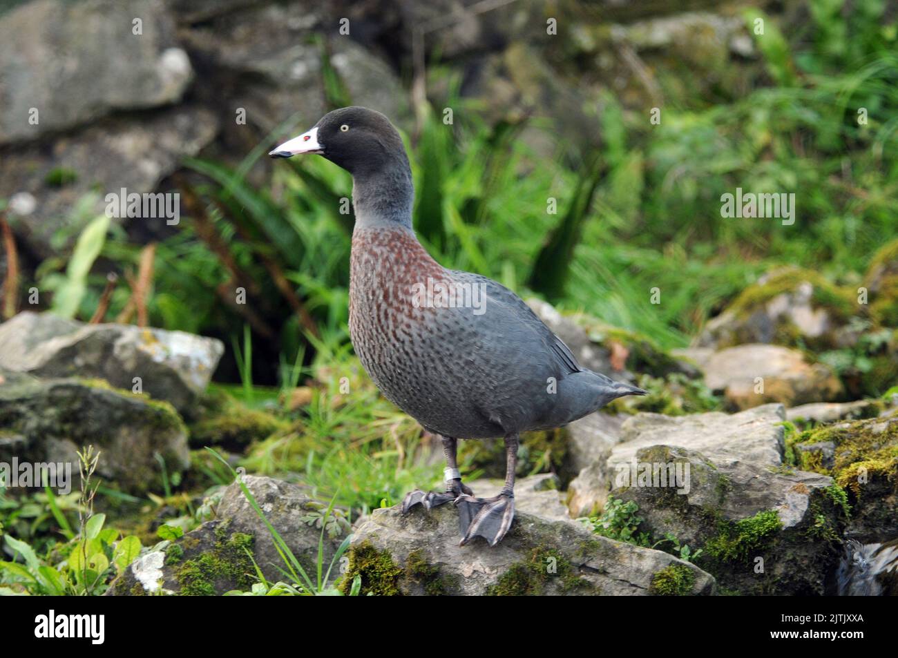 THE BLUE DUCK OR WHIO THAT LIVES IN NEW ZEALAND AND IS ONE OF THE MOST ...