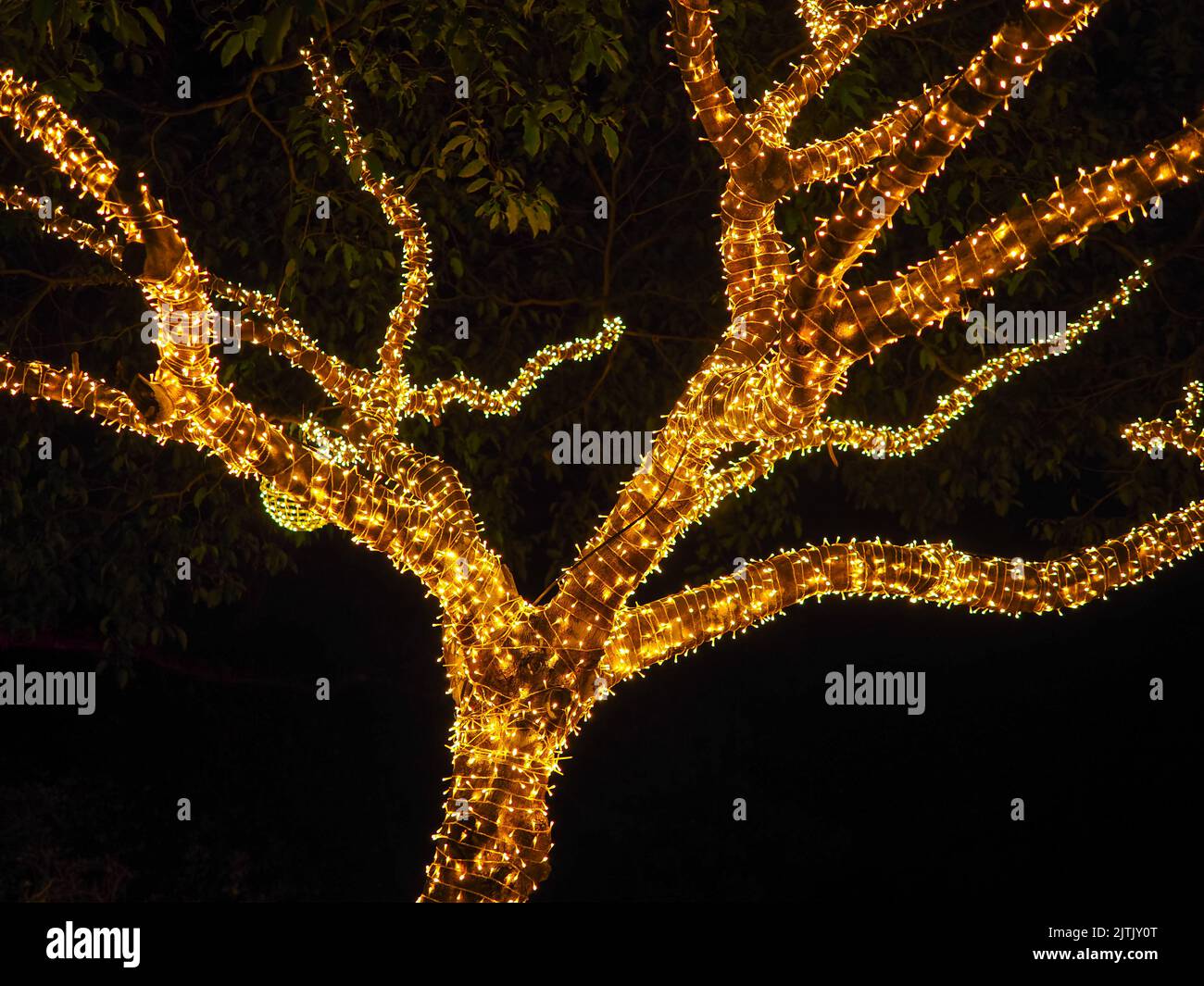 Night Lights in Secret Garden Stock Photo - Alamy