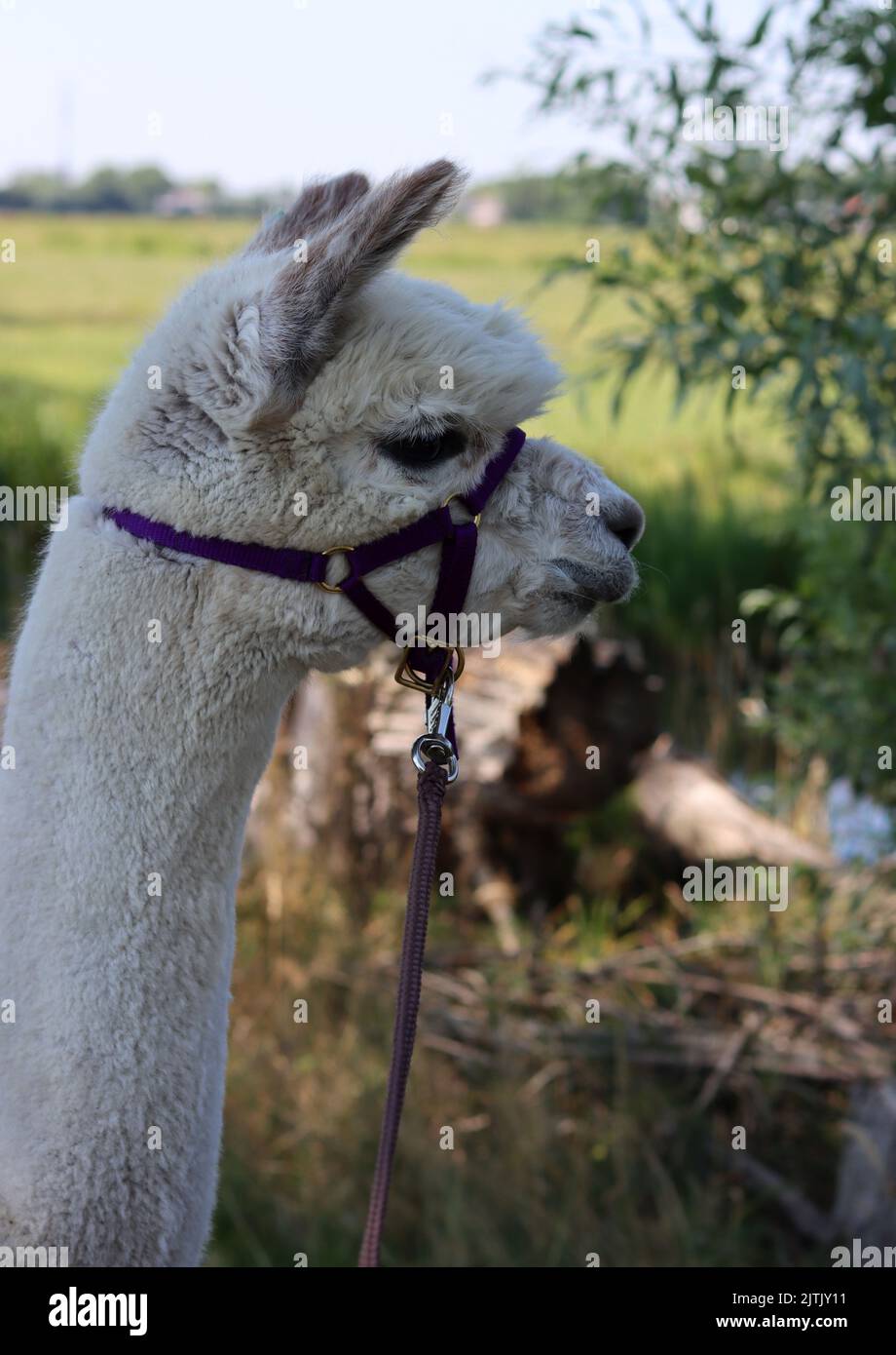 Close up portrait of alpaca outdoors. Fluffy farm animals on a walk ...