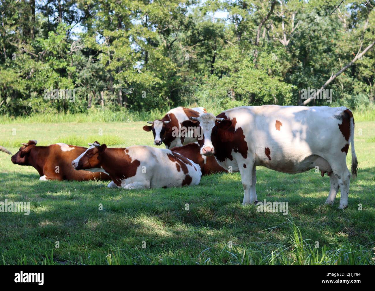 Dutch countryside living. Beautiful cows on green field. Dairy farm ...