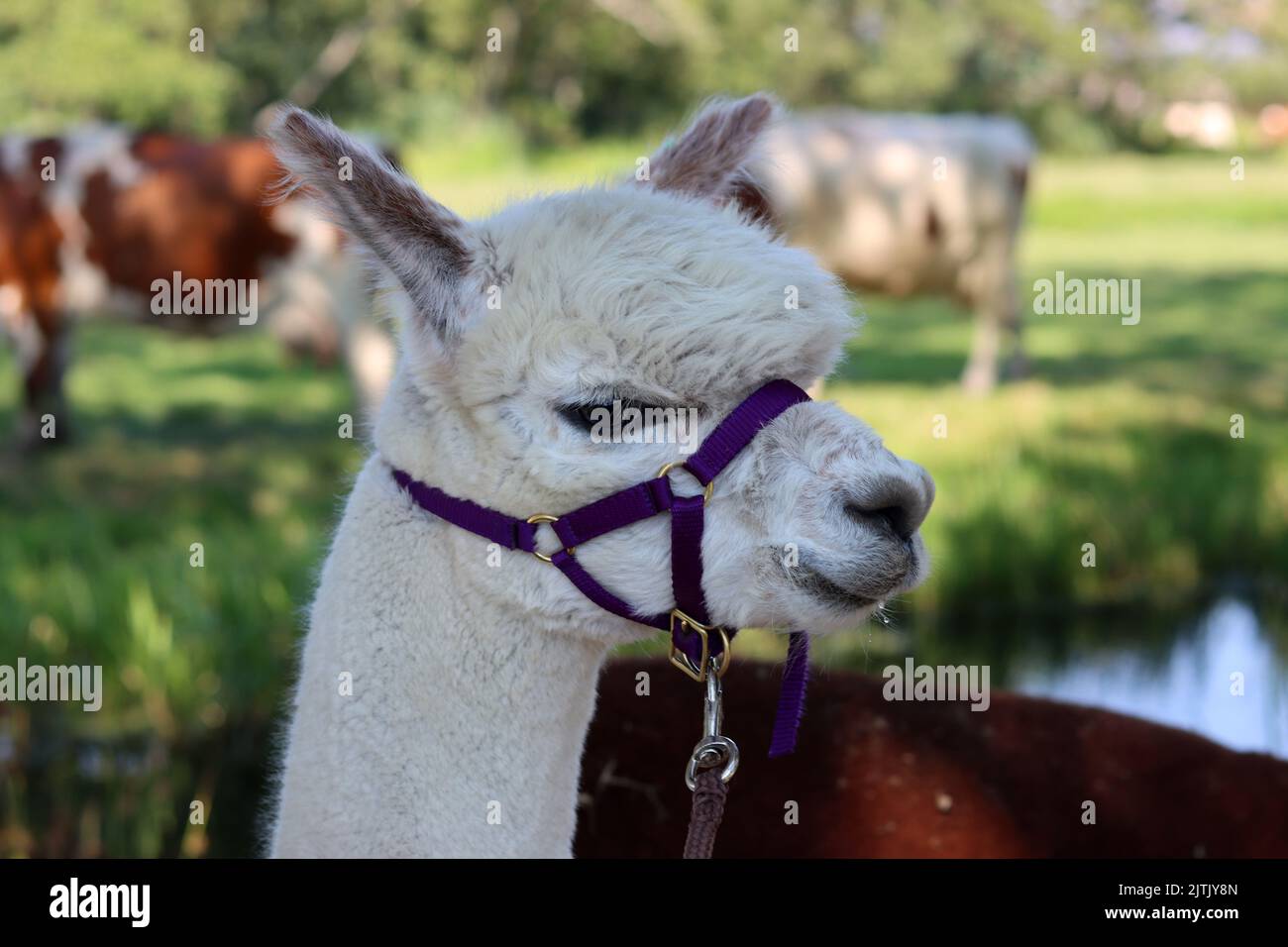 Close up portrait of alpaca outdoors. Fluffy farm animals on a walk ...