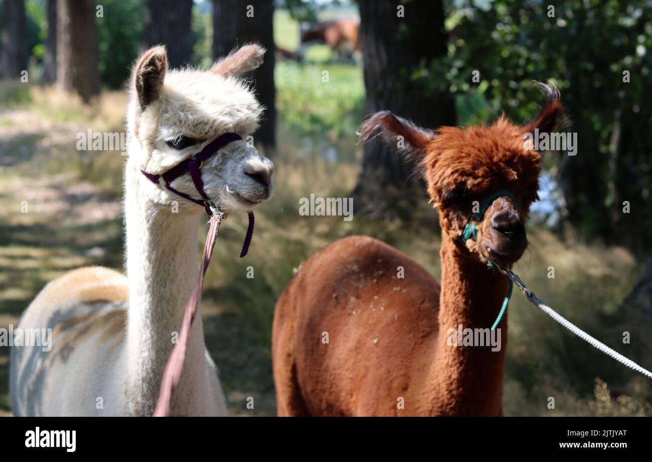 Cute alpacas on a walk. Livestock photo Stock Photo - Alamy