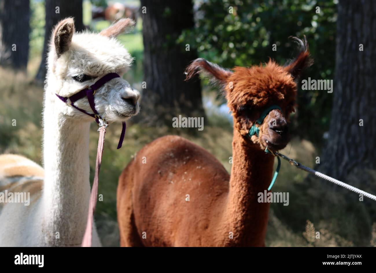 Cute alpacas on a walk. Livestock photo Stock Photo - Alamy