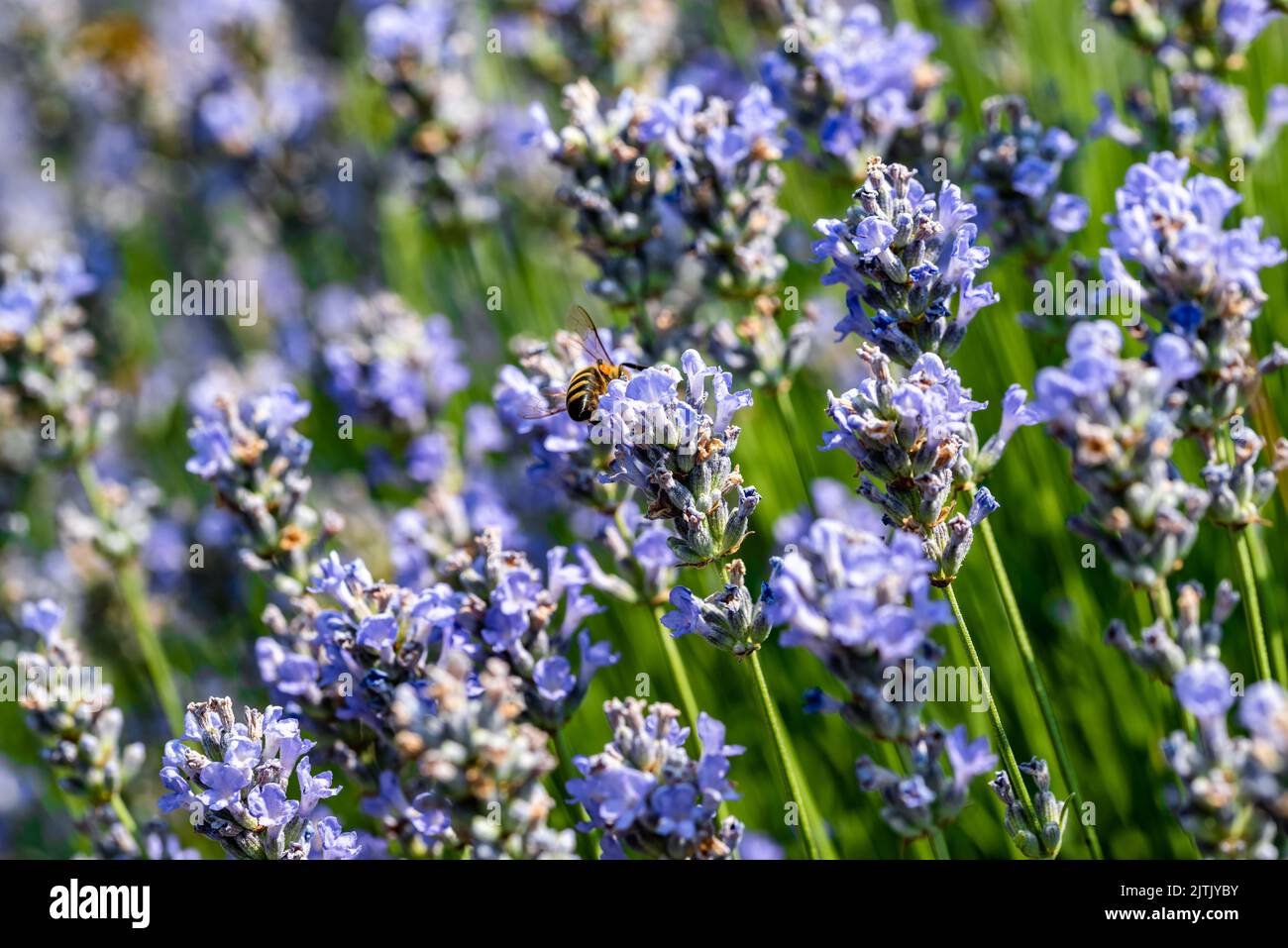 Lavenderes hi-res stock photography and images - Alamy