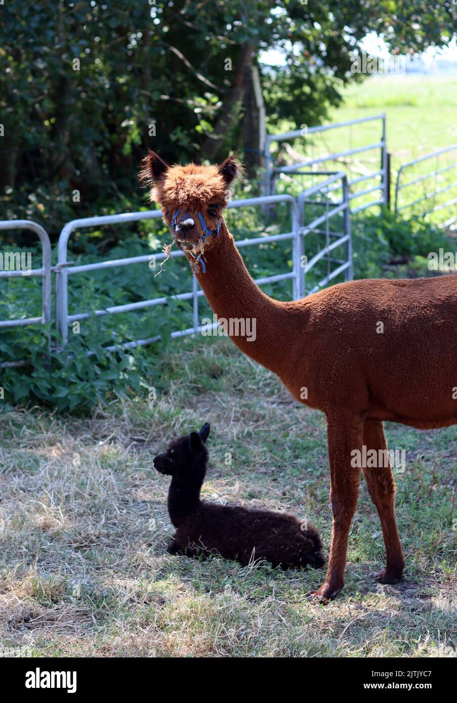 Cute alpacas on a walk. Livestock photo Stock Photo - Alamy