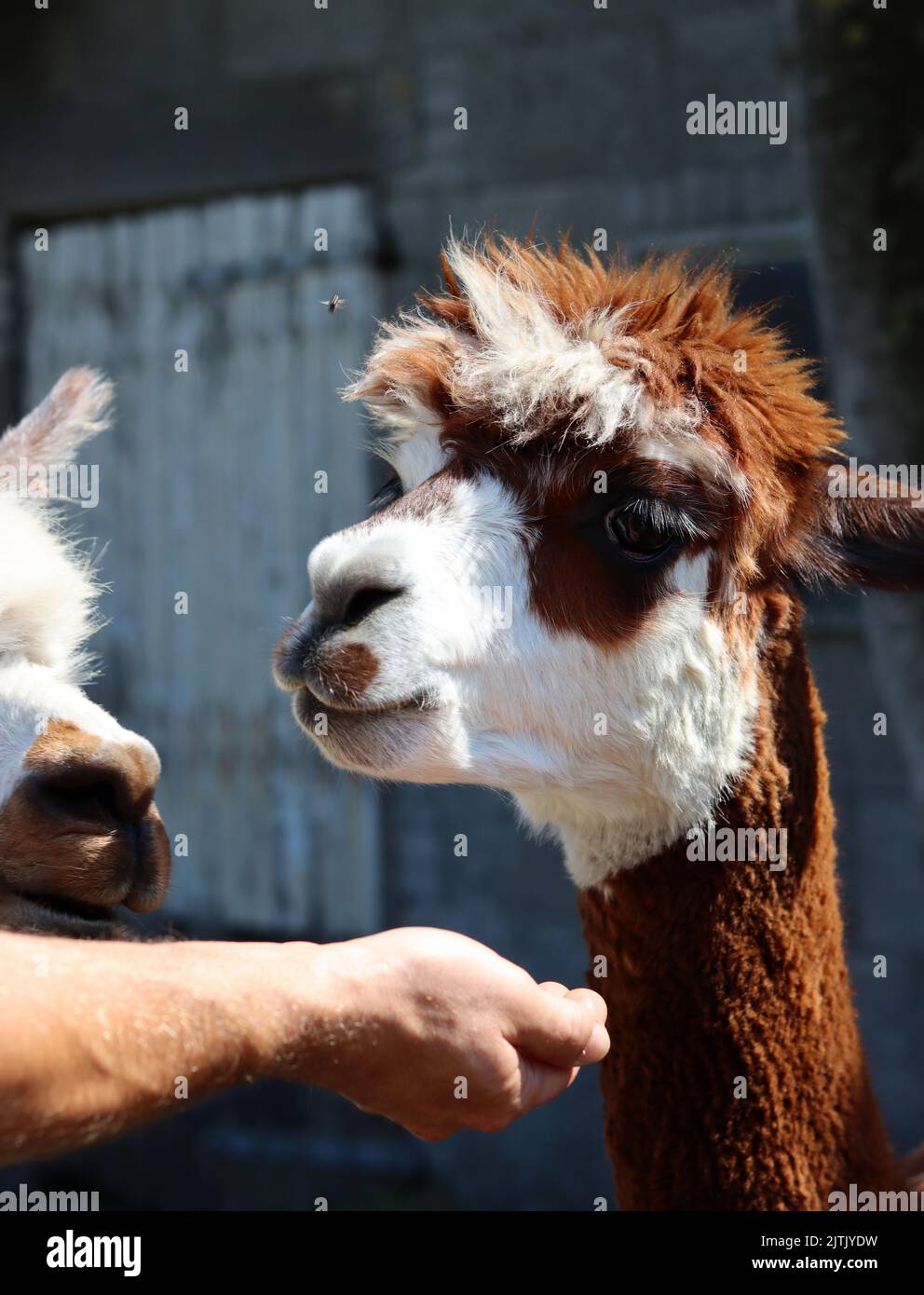 Close up portrait of alpaca outdoors. Fluffy farm animals on a walk ...