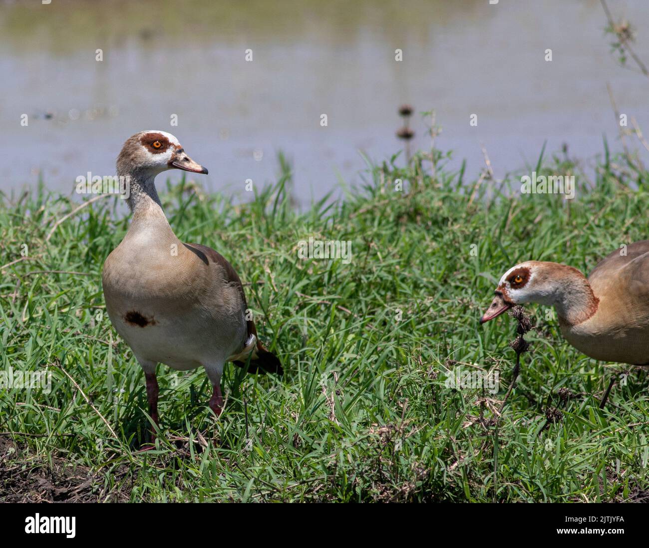 Two geese on grass; birds on grass; bird perched; goose on the ground ...