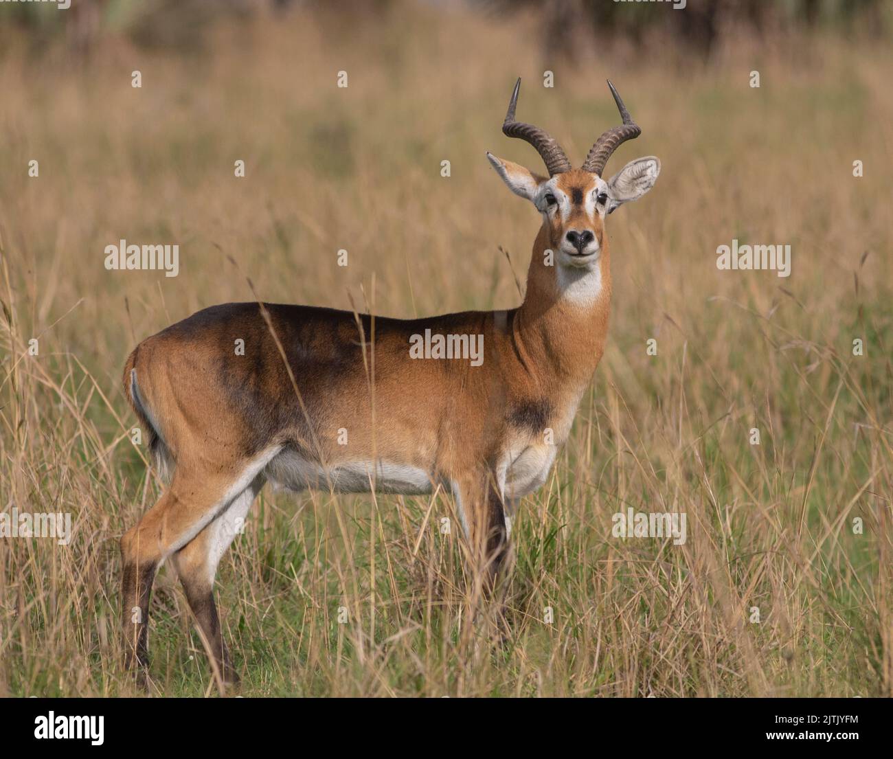 melanistic antelope; Kob with horns; male kob; adult kob; Antelope in ... melanistic antelope; Kob with horns; male kob; adult kob; Antelope in ...