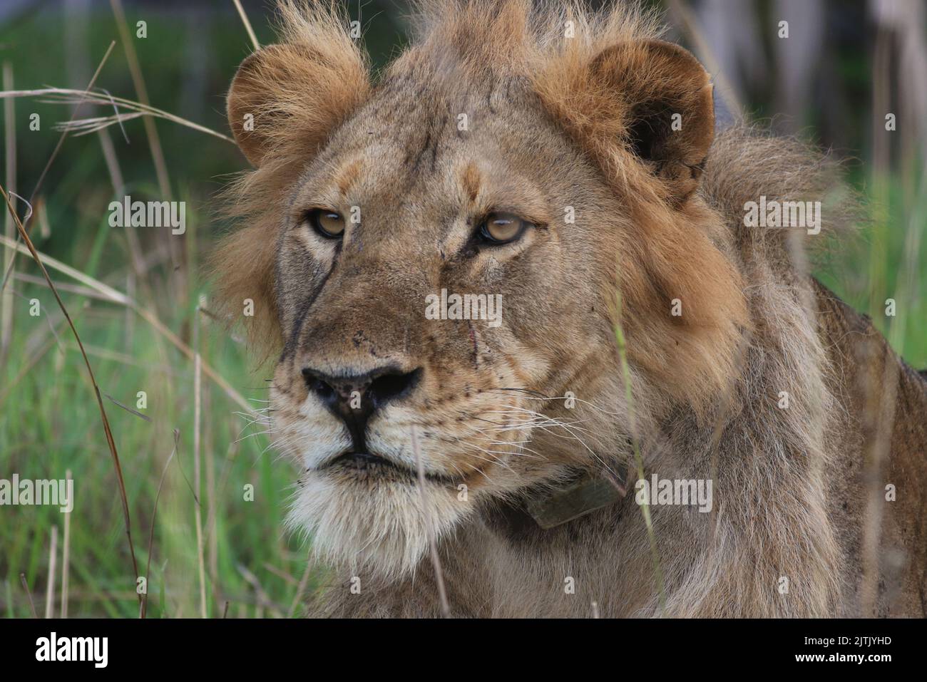 lion picture; big male lion in the wild; lion side view; male lion ...