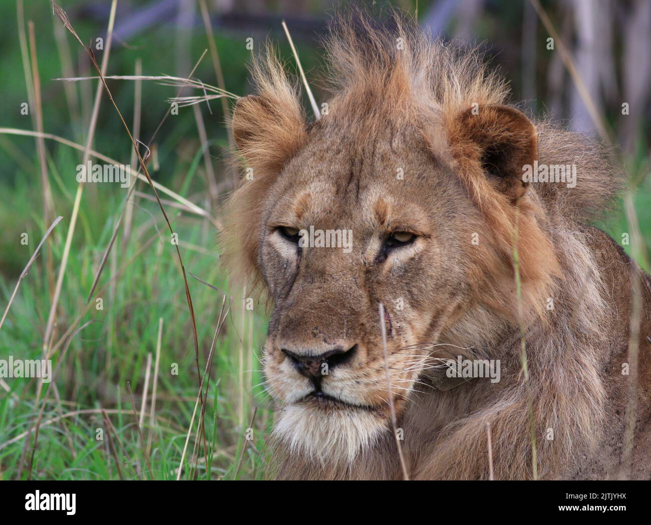 lion picture; big male lion in the wild; lion side view; male lion ...