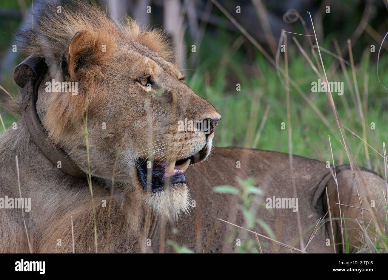 Lion side view hi-res stock photography and images - Alamy